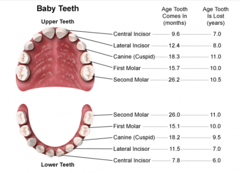 How Teeth Develop | Orthodontic Associates